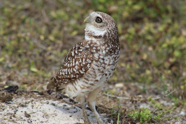 BRIAN PICCOLO SPORTS PARK & VELODROME - 126 Photos & 36 Reviews - 9501 ...