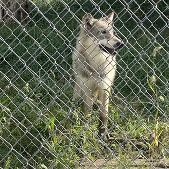 WOLF PARK - Updated December 2025 - 99 Photos & 32 Reviews - 4004 E ...