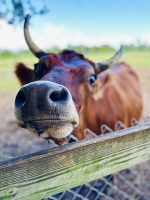 THE LITTLE FARM - Updated December 2025 - 172 Photos & 68 Reviews ...