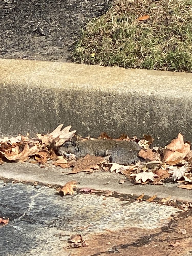 RESIDENCE INN CHARLESTON RIVERVIEW - Updated December 2025 - 90 Photos ...