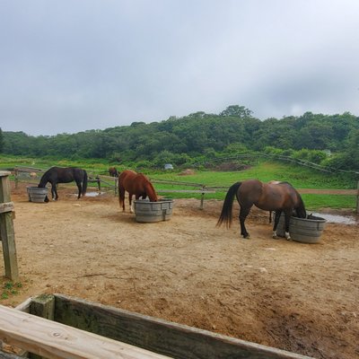 RUSTIC RIDES FARMS - Updated July 2025 - 33 Photos & 51 Reviews - 1173 ...