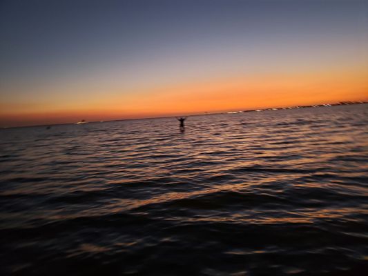 BEN T DAVIS BEACH - 129 Photos & 74 Reviews - 7650 W Courtney Campbell ...