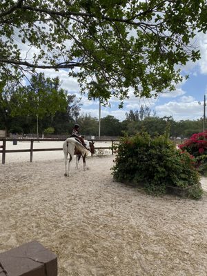 DAVIE RANCH - 105 Photos & 38 Reviews - 5600 SW 61st Ave, Davie, FL - Yelp