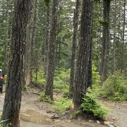 TAHUYA STATE FOREST 4X4 PARK - 79 Photos & 12 Reviews - Parks - Belfair ...