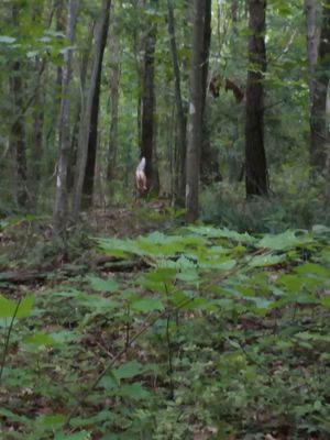 WHITNEY STATE FOREST - Updated December 2025 - 26 Photos - Lees Ridge ...