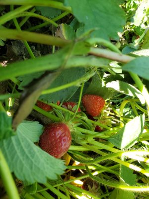 PICHA FARMS - Updated July 2025 - 68 Photos & 37 Reviews - 6502 52nd St ...