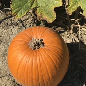 MARVA MAID DAIRY - Updated September 2025 - 5500 Chestnut Ave, Newport ...