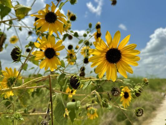 FORT BEND COUNTY LIBRARY FULSHEAR BRANCH - Updated October 2025 - 25 ...