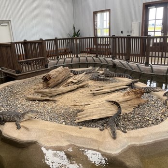 Photos of GATOR CHATEAU - Updated August 2024 - 165 Photos & 44 Reviews ...