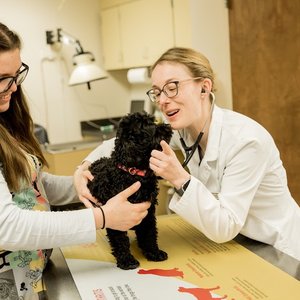 COUNTRYSIDE VETERINARY SERVICES OF FOX VALLEY - Updated June 2025 - 19 ...