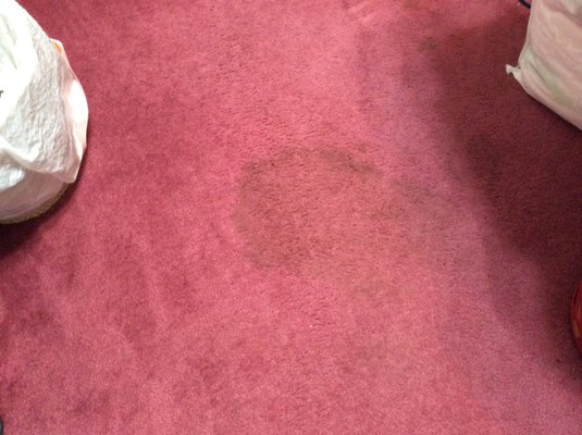 COIT CLEANING & RESTORATION - Updated October 2025 - 73 Photos & 186 ...