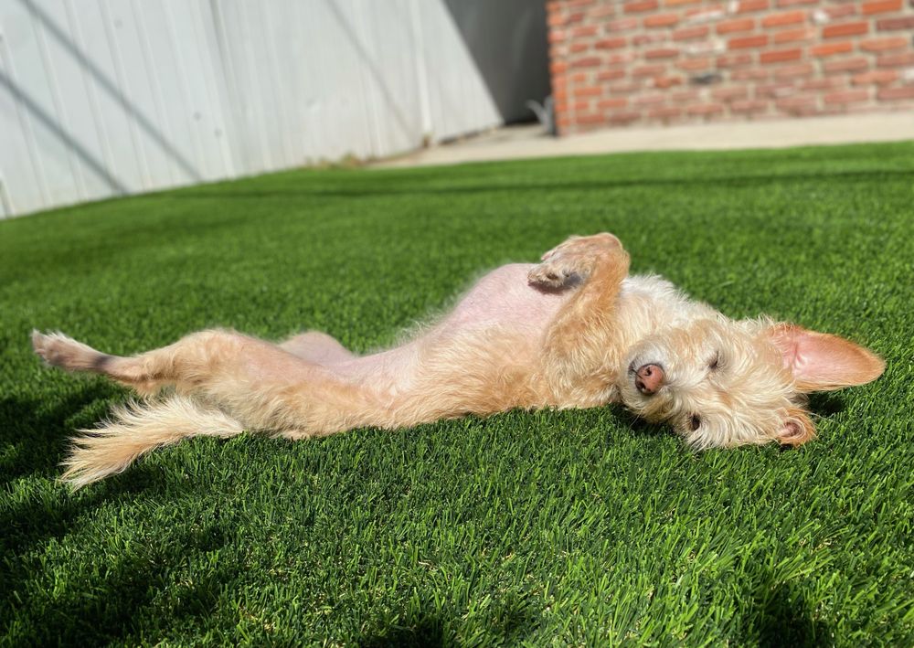 RUFF N TUFF TURF - 175 Photos & 76 Reviews - 4425 Jamboree Rd, Newport Beach, California ...