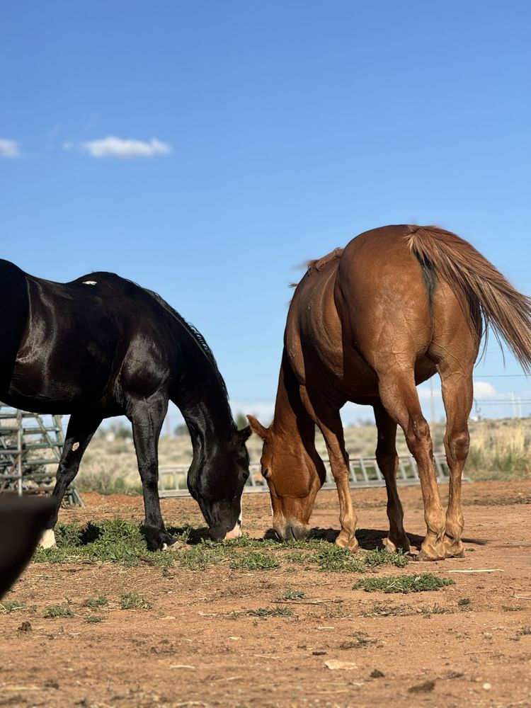 ELK MOUNTAIN RANCH HORSE RIDING - Updated May 2024 - 18 Photos - 65 E ...