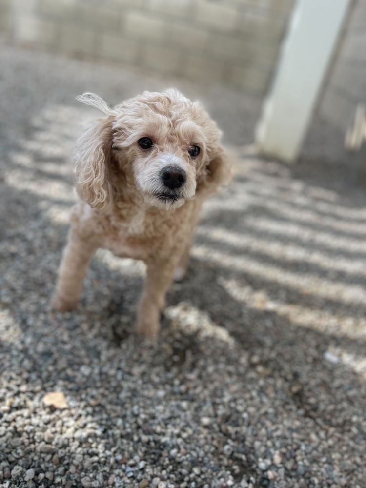 FOUR PAWS INN - 234 Photos & 136 Reviews - 3500 W Ramsey St, Banning ...