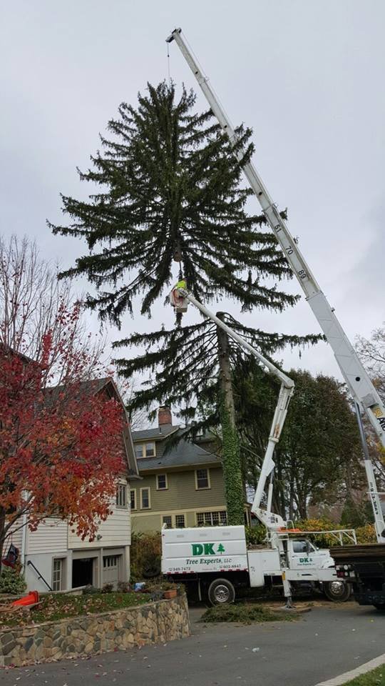DK TREE EXPERTS - Updated September 2025 - 19 Photos - Madison, New ...