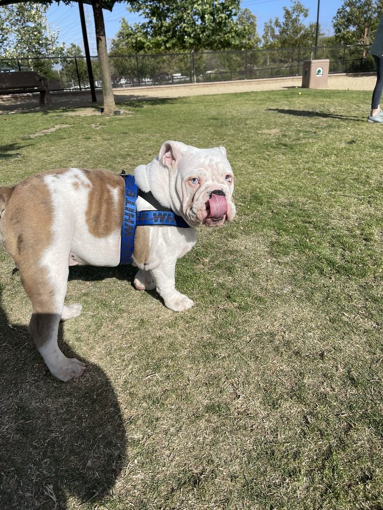 VILA BORBA PARK - 160 Photos & 77 Reviews - 17001 Amadora Dr, Chino ...