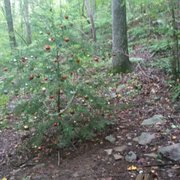 BIG TREES FOREST PRESERVE - 119 Photos & 43 Reviews - 7645 Roswell Rd ...