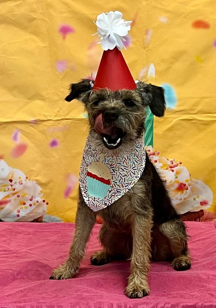 FIELDSTONE ANIMAL INN - Updated October 2025 - 39 Photos & 64 Reviews ...