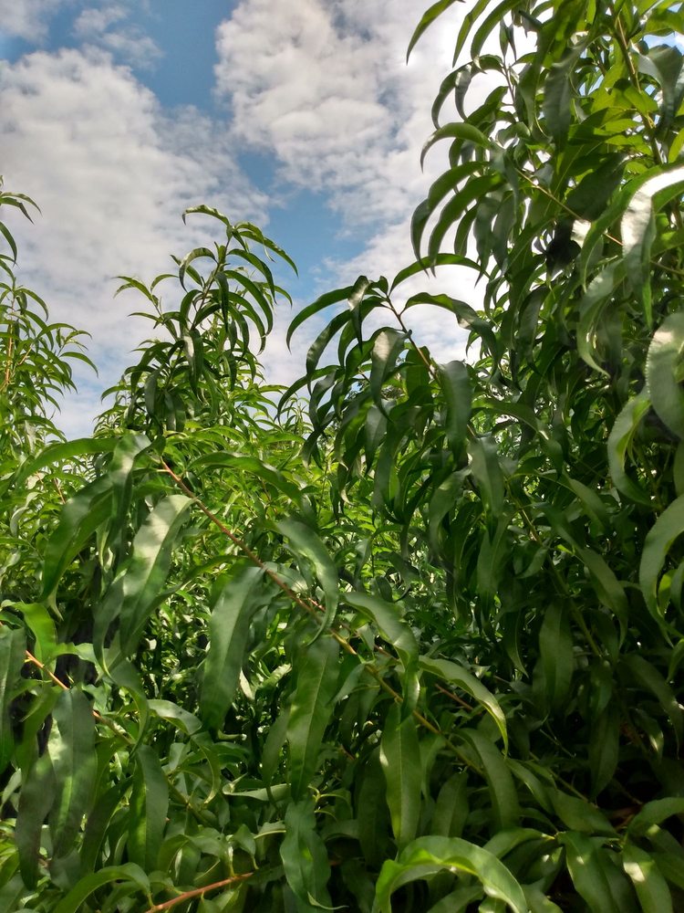 GOGLE FARMS - 34 Photos - 5017 Mulberry St, Coplay, PA - Yelp