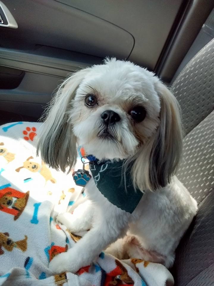 PEEK-A-BOO PET GROOMING - Updated September 2025 - 10 Reviews - 320 ...