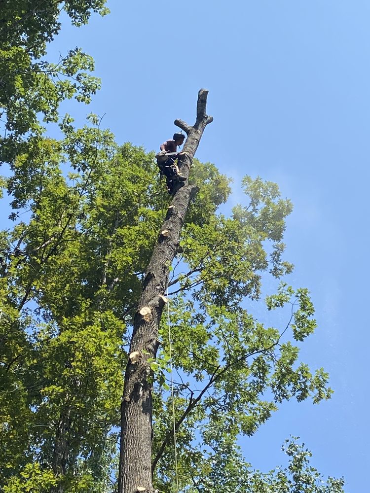 KINGS TREE SERVICES - Updated September 2024 - 205 Photos - Manassas ...