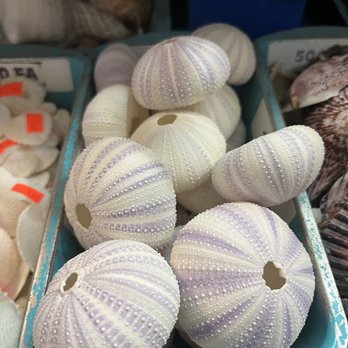 CALIFORNIA SEASHELL COMPANY - Updated January 2026 - 104 Photos & 100 ...