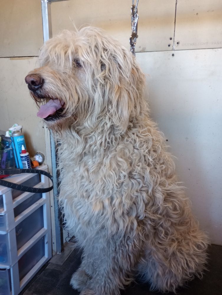 FIVE STAR GROOMING - Updated December 2025 - Request an Appointment ...