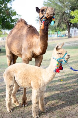 HUDDIN HOMESTEAD FUN FARM - TEMP. CLOSED - Updated January 2025 - 39 ...