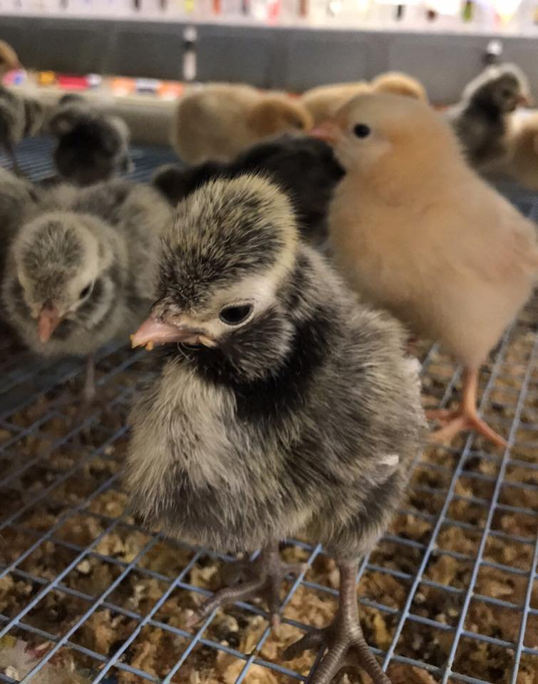 IFA COUNTRY STORE - EPHRAIM - Updated March 2025 - 17 Photos - 460 S ...