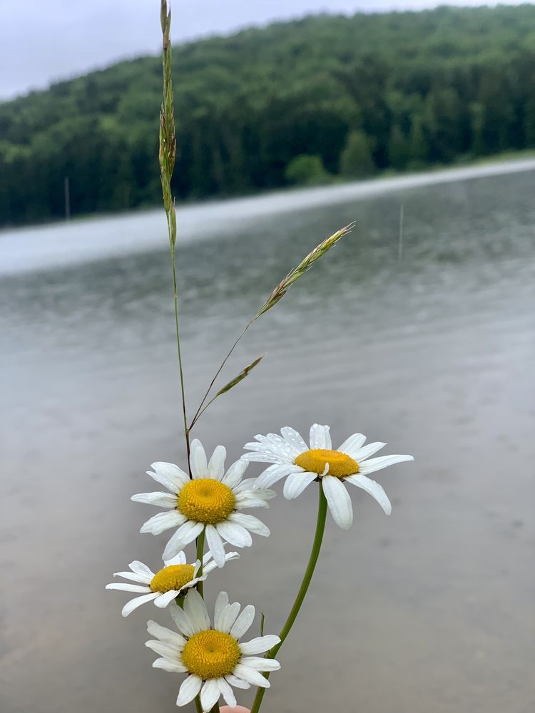 SPRUCE KNOB LAKE CAMPGROUND - Updated July 2025 - 14 Photos - Forest Rd ...