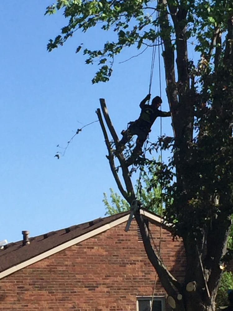 PPM TREE SERVICE AND ARBOR CARE - Updated August 2025 - 24 Photos & 25 ...