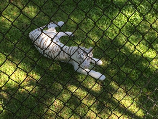 PANA’EWA RAINFOREST ZOO & GARDENS - 546 Photos & 163 Reviews - Zoos ...