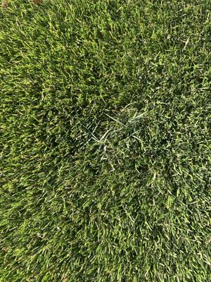 BIG BULLY TURF - Updated May 2025 - 339 Photos & 143 Reviews - 921 ...