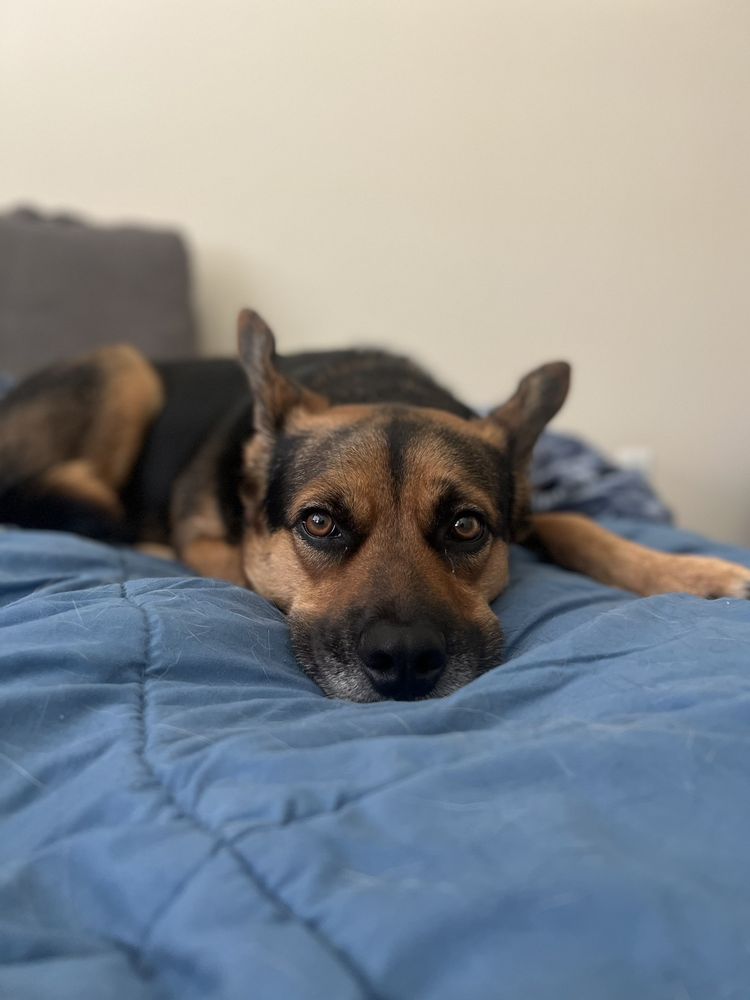 TRUSTY PAWS LA - Updated July 2025 - 17 Photos - Los Angeles, California - Pet Sitting - Phone ...