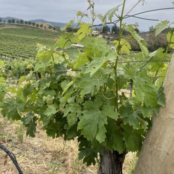 LEONESS CELLARS - Updated July 2024 - 2741 Photos & 2119 Reviews ...