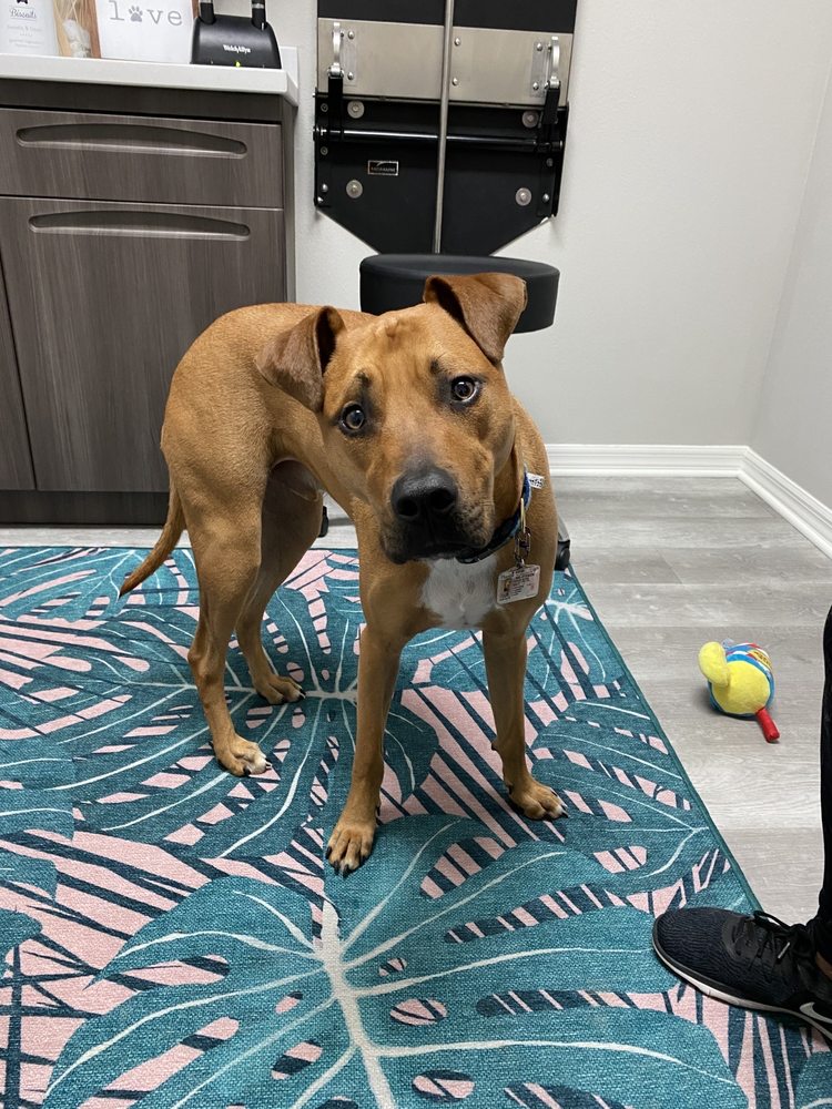 VILLA ROSA VETERINARY HOSPITAL - Updated October 2025 - 20 Photos & 20 ...