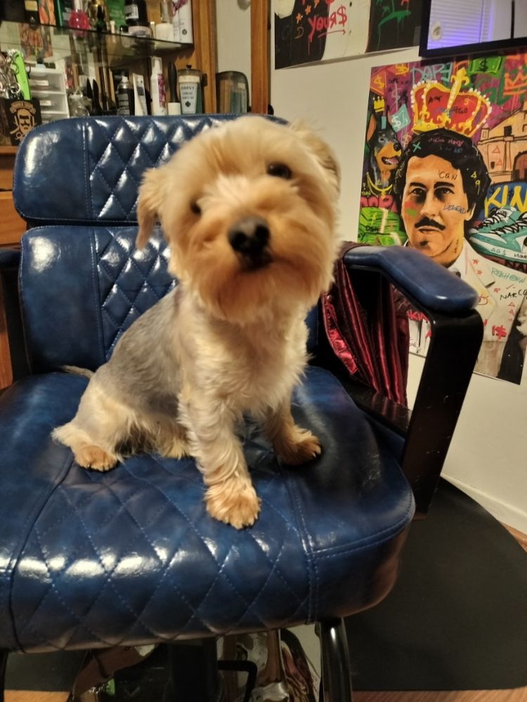 SAM’S FAMILY BARBER SHOP - Updated May 2024 - 81 Photos & 166 Reviews ...