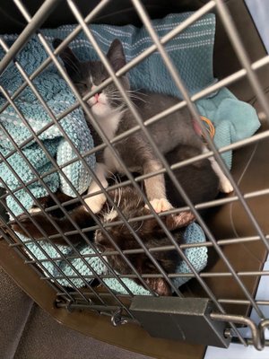 GARFIELD ANIMAL HOSPITAL - Updated December 2025 - 22 Photos & 92 ...