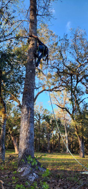 TUCKER TREE & LAWN - Request a Quote - Christmas, Florida - Tree ...