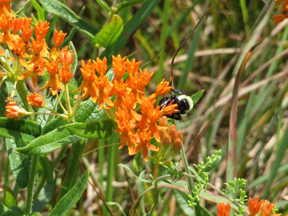 ICE AGE TRAIL - TABLE BLUFF SEGMENT near you at 2110 Main St, Cross ...
