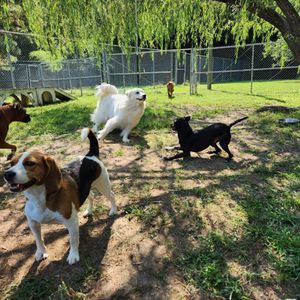 GODSPEED ANIMAL CARE - Updated June 2025 - 28 Photos & 37 Reviews - 102 ...