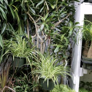 NOBLE PLANTS - 44 Photos & 87 Reviews - Nurseries & Gardening - 106-A W ...