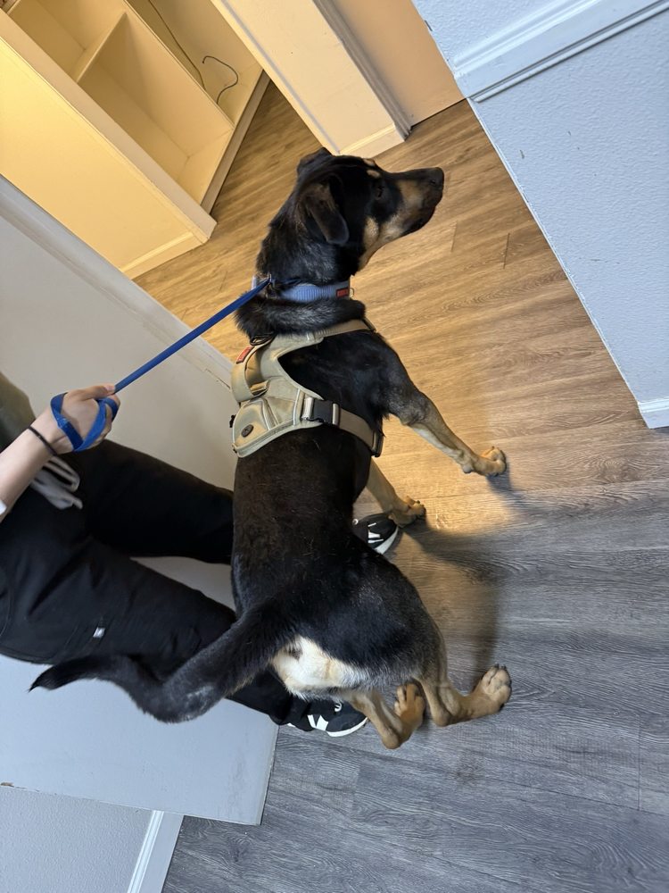 HIGH DESERT ANIMAL CARE HOSPITAL - Updated January 2026 - 47 Photos ...