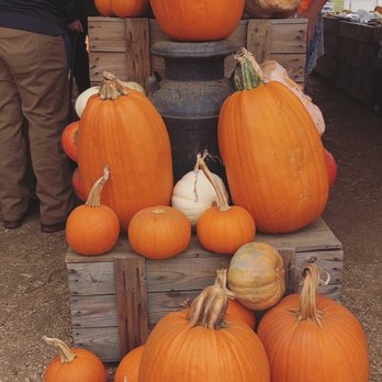 HAWK’S PUMPKIN PATCH - Updated May 2025 - 53 Photos & 20 Reviews - 2558 ...