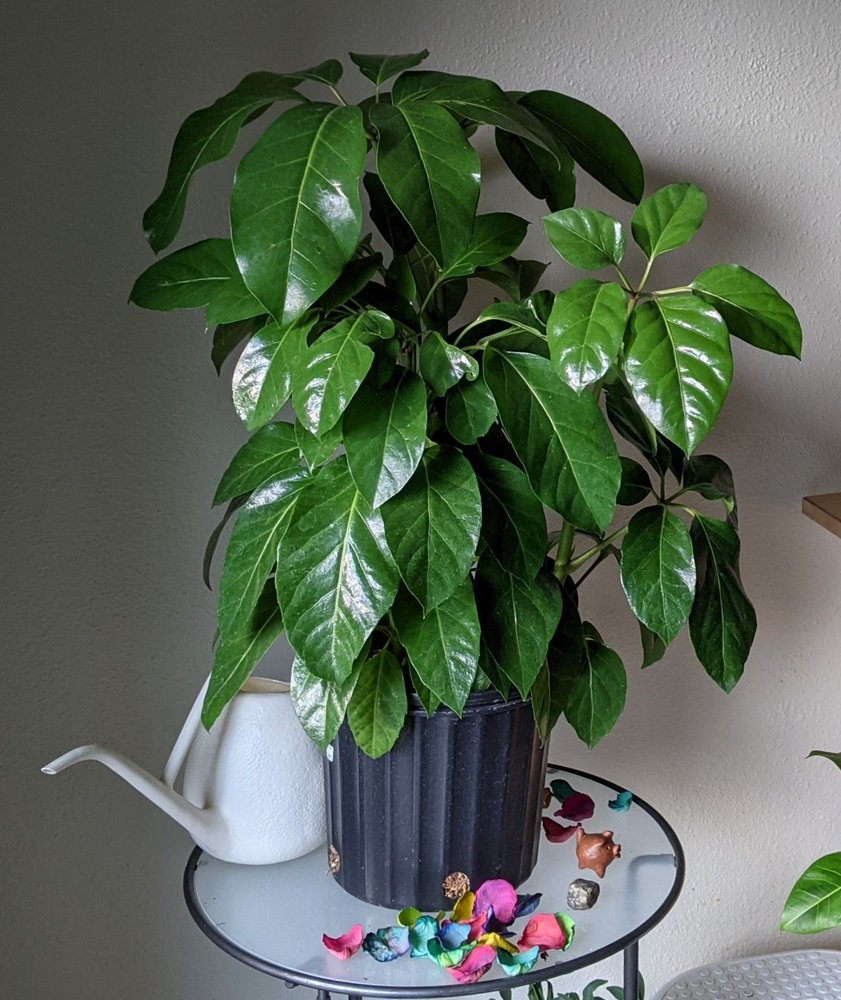 MCLENDON HARDWARE - Updated July 2025 - 76 Photos & 183 Reviews - 440 ...