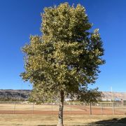 RED RIDGE PARK - 458 Photos & 60 Reviews - 9135 W Maule Ave, Las Vegas ...