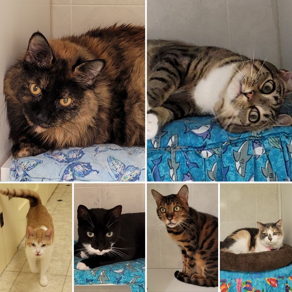 THE CAT CHALET - Updated January 2026 - 49 Photos & 15 Reviews - 551 ...