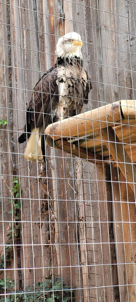 WILDPARK POING - Updated July 2025 - 103 Photos & 56 Reviews ...