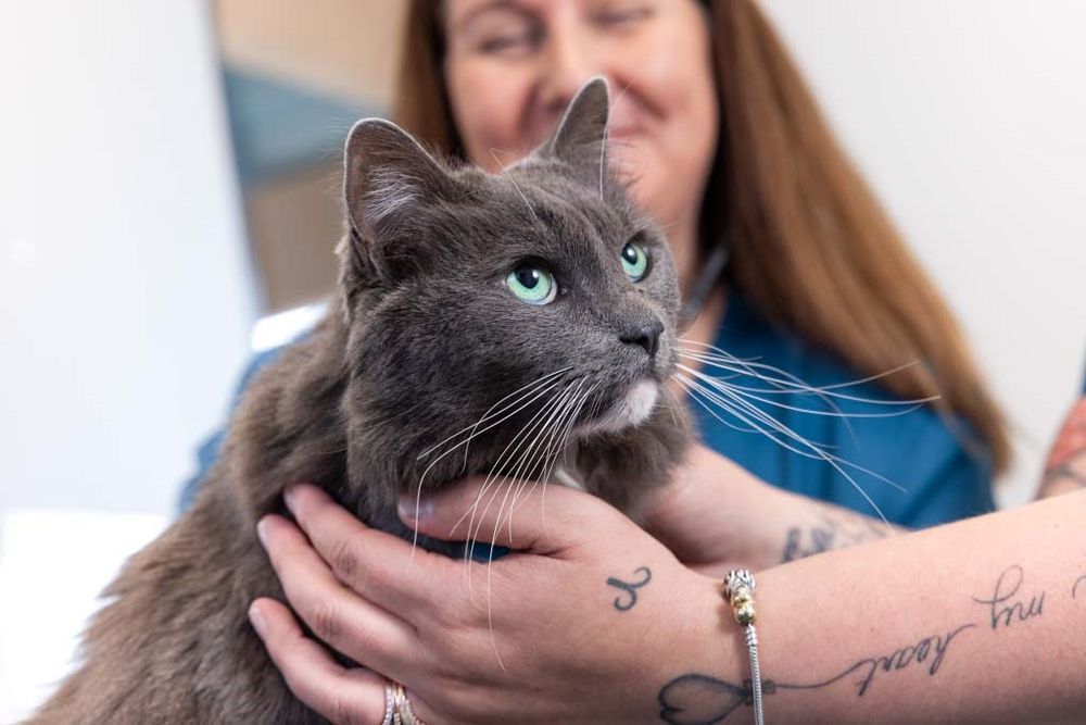 PINOLE PET HOSPITAL - Updated May 2026 - 115 Photos & 179 Reviews ...