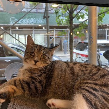 MEOW PARLOUR - Updated December 2024 - 840 Photos & 308 Reviews - 43 ...